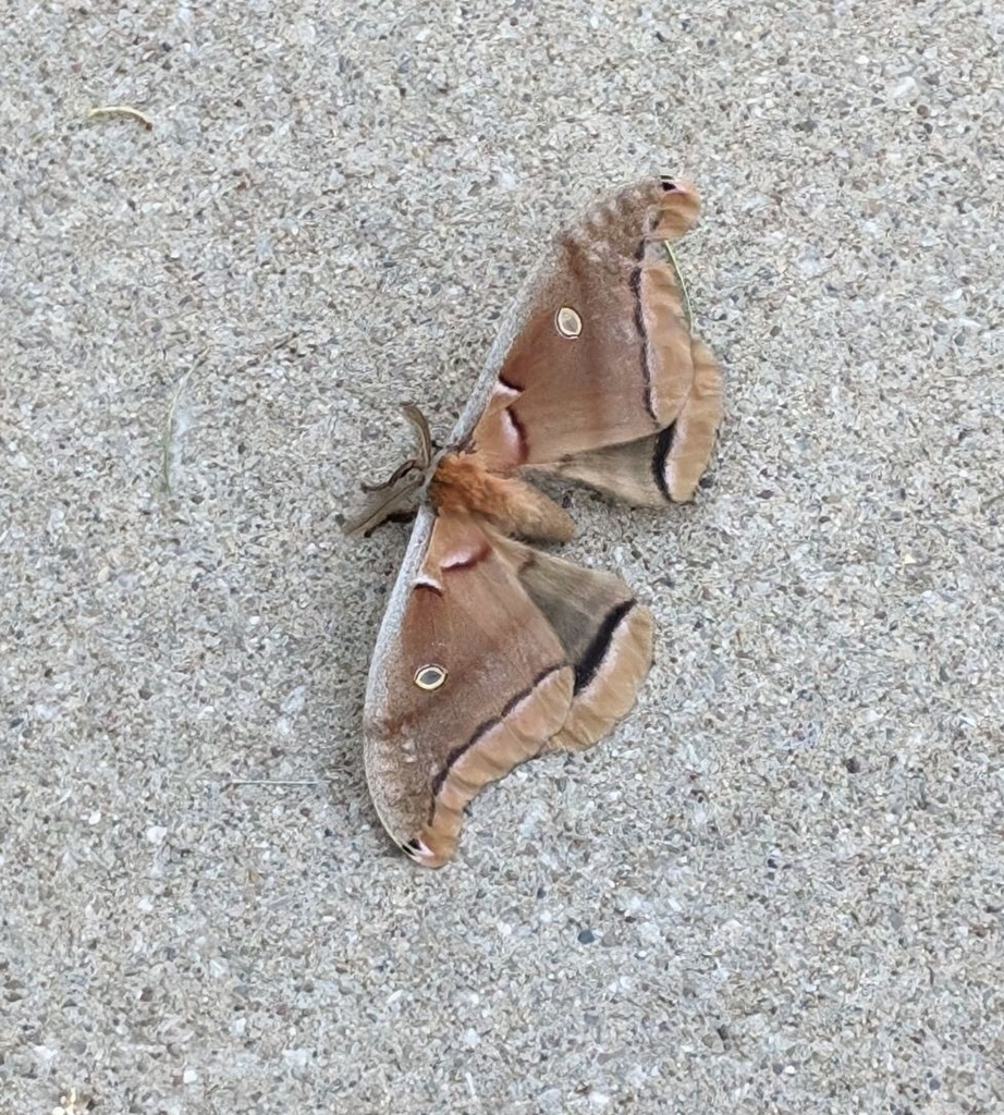 Polyphemus Moth by Ryan Denee · iNaturalist