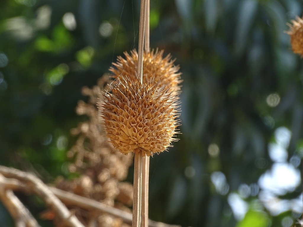 lion's ear from 61528 Ziráhuato, Mich., México on May 6, 2023 at 10:48 ...