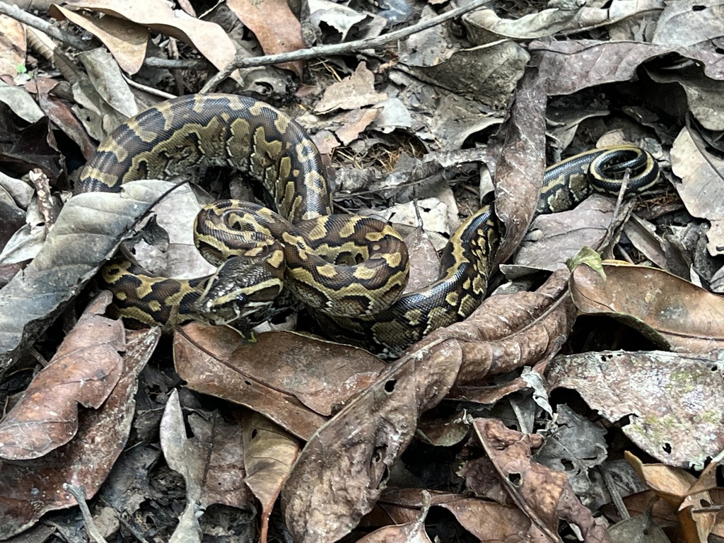 African Rock Python in May 2024 by andreaudzungwa · iNaturalist
