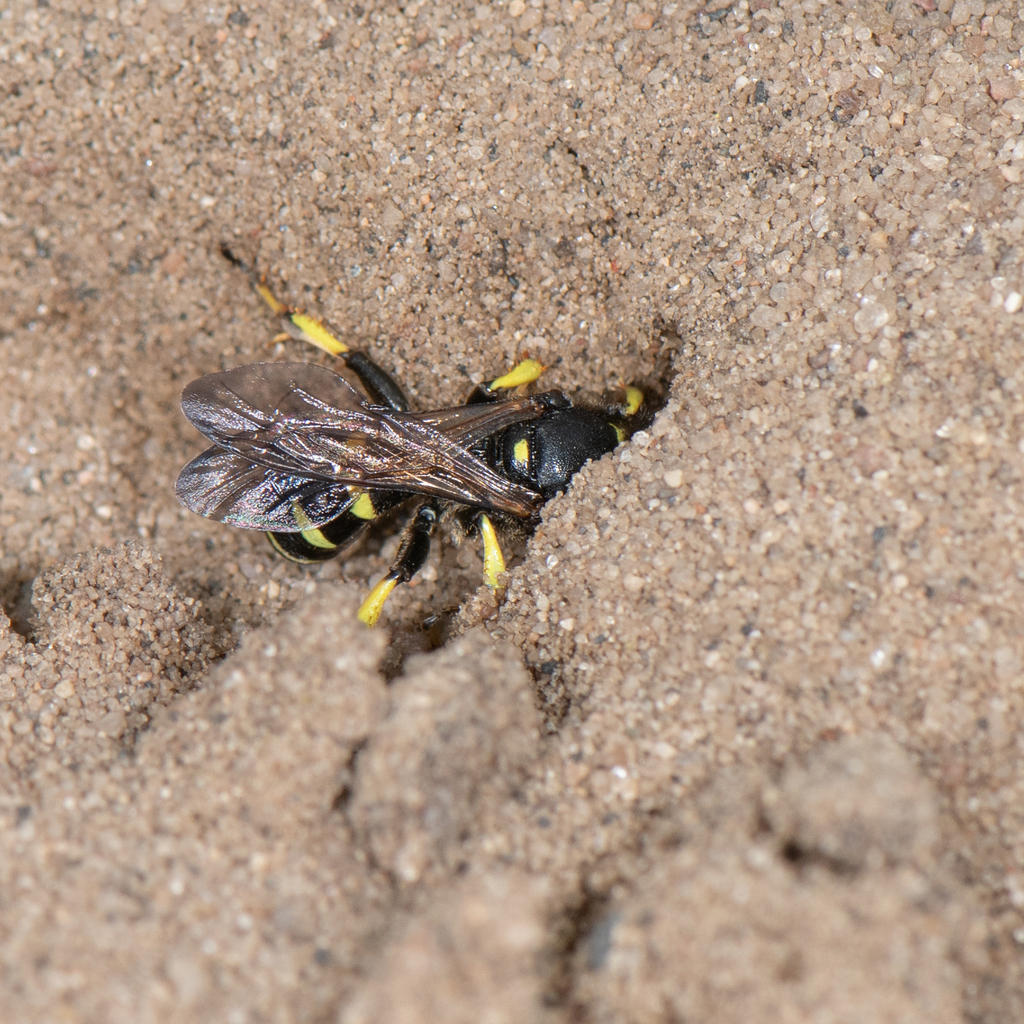 Shield-handed Wasps from Hennepin County, MN, USA on May 26, 2024 at 01 ...