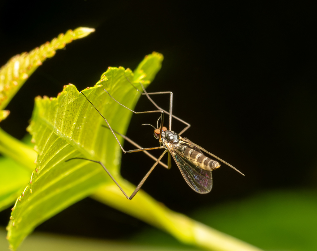 Mountain Midges from 中国浙江省杭州市淳安县 on May 10, 2024 at 04:31 PM by rofmsyb ...