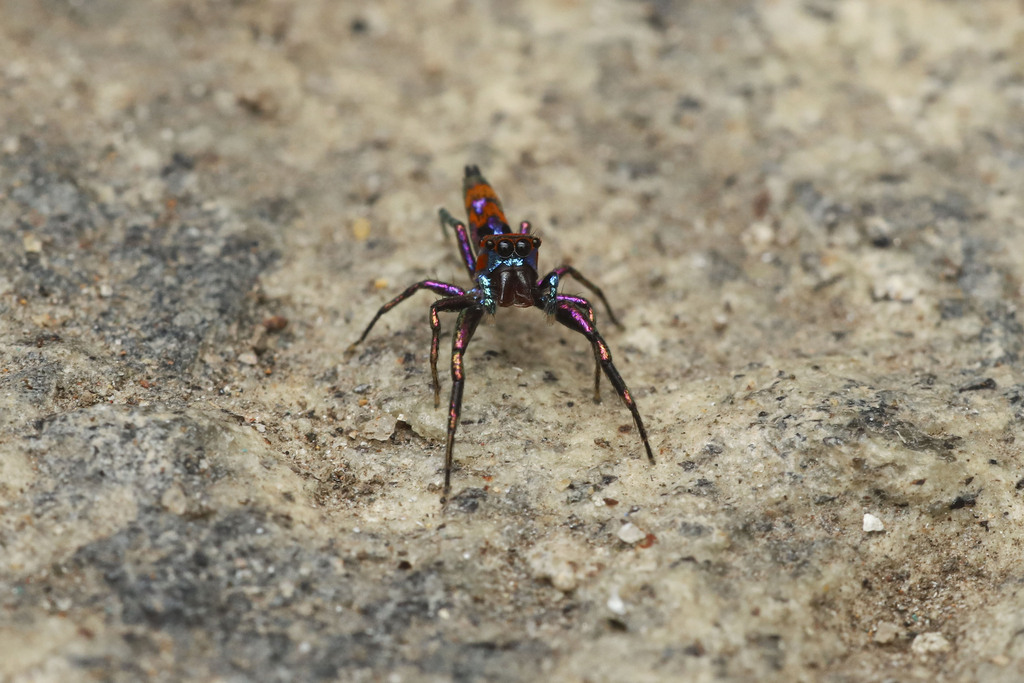 Chrysilla volupe from Araliya Mawatha, Dehiwala-Mount Lavinia, Sri ...