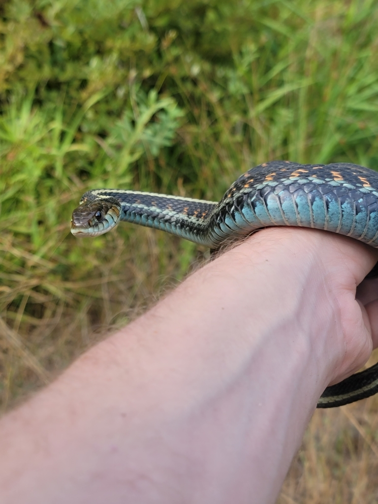 Red-spotted Garter Snake in July 2023 by kyle19932015 · iNaturalist