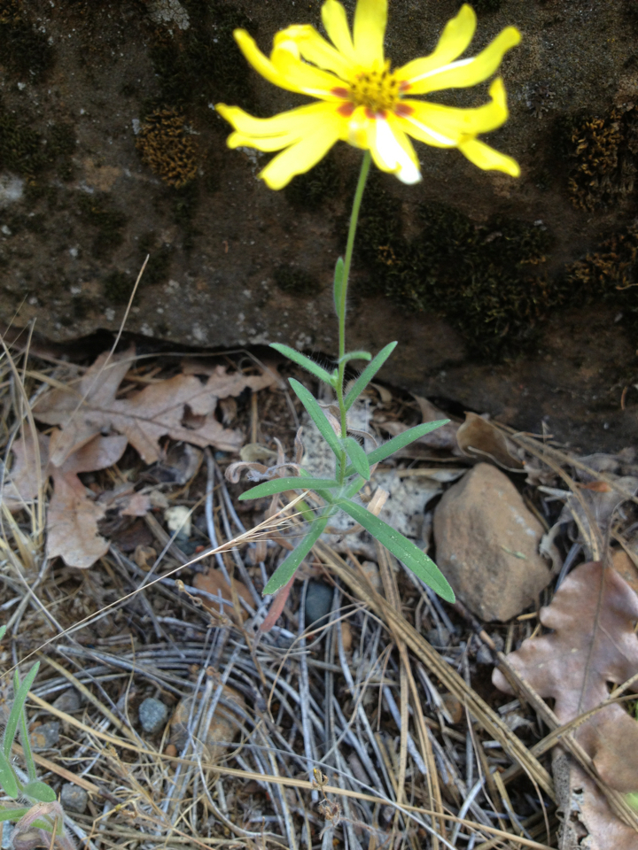 Common Madia (Madia elegans) - Botanical Realm