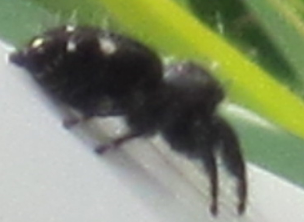 Bold Jumping Spider in May 2024 by kkt. thankful to see this big fluffy ...