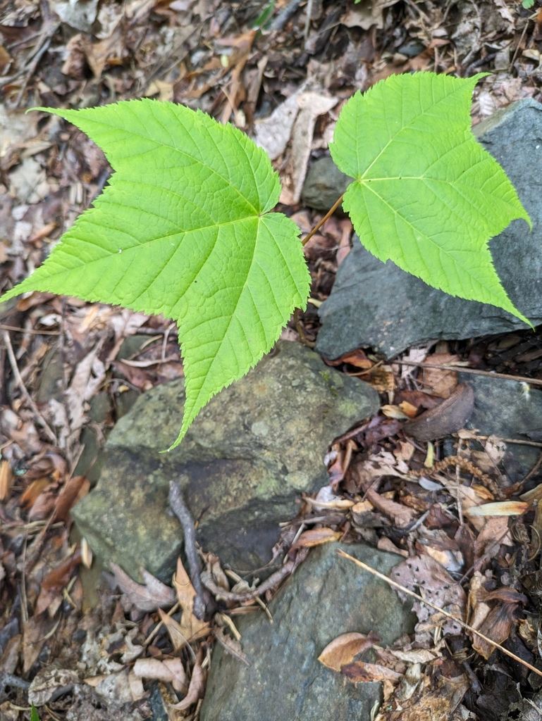 striped maple from Nellysford, VA 22958, USA on May 27, 2024 at 01:18 PM by Bruce Slater ...