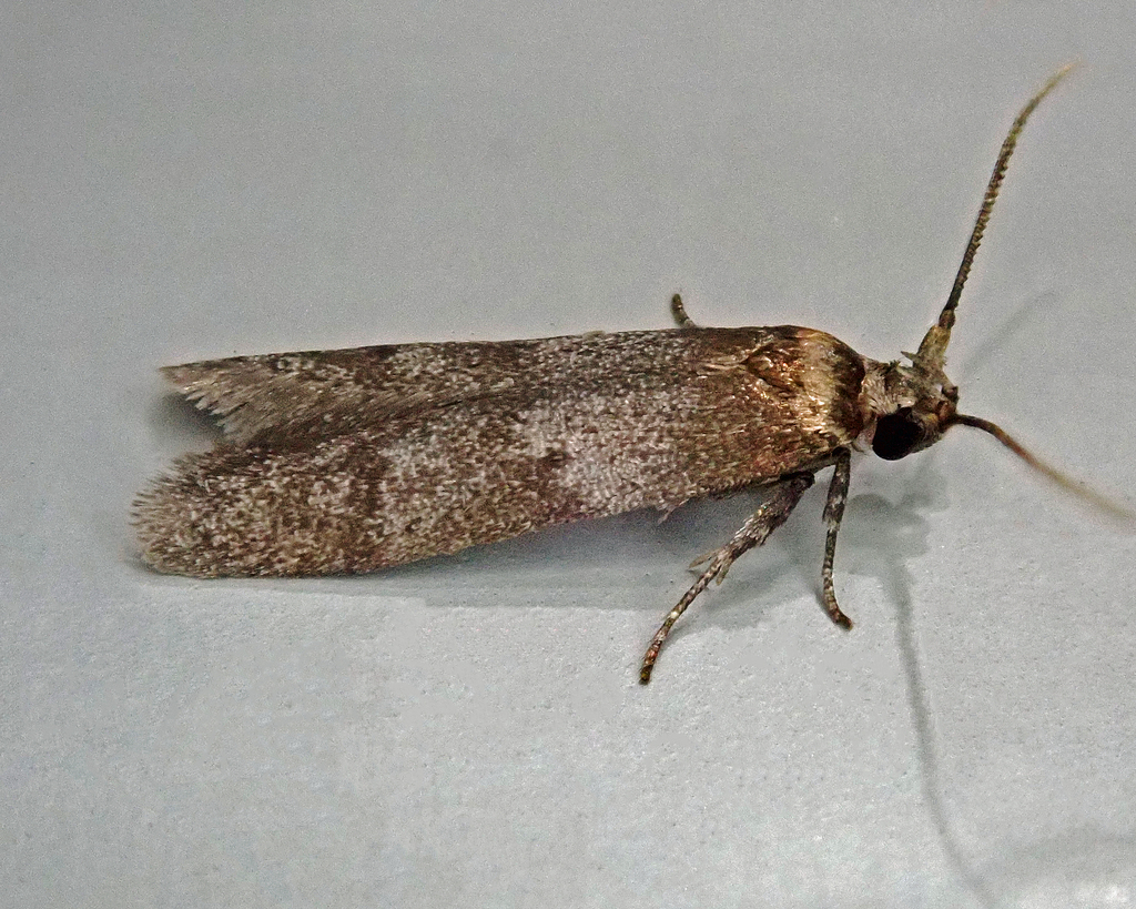 Blastobasid Moths from Salem, NH 03079, USA on May 27, 2024 at 12:34 PM ...