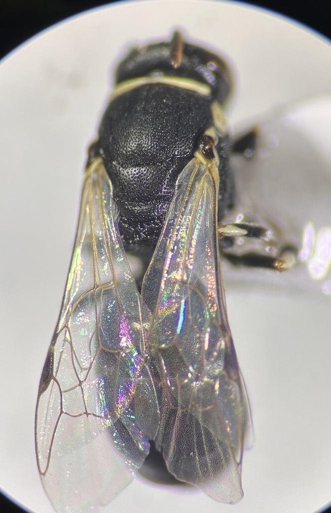 Masked Bees from The I-20 Wildlife Preserve & Jenna Welch Nature Study ...
