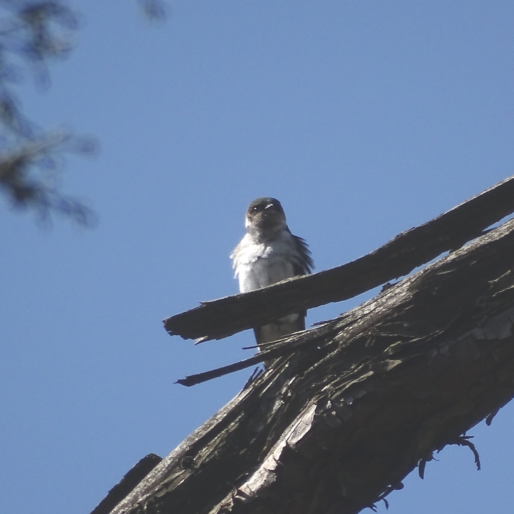 Violet-green Swallow from 14710 CDMX, México on May 11, 2023 at 09:58 ...