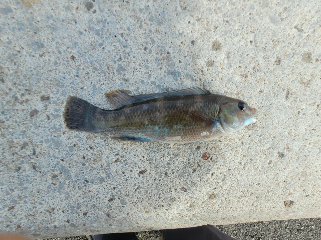 Cunner from Shediac, NB, Canada on May 27, 2024 at 08:35 AM by atlantic ...