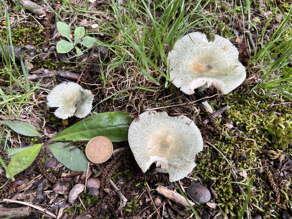 Blue-green Cracking Russula from Albert Johnson Rd, Nashville, IN, US ...