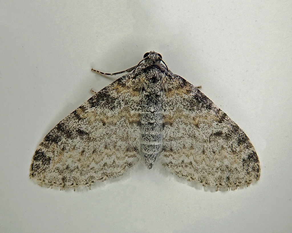 Powdered Bigwing Moth from Salem, NH 03079, USA on May 27, 2024 at 02: ...