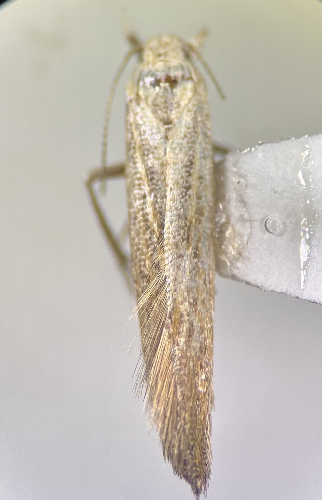 Curved-horn Moths from The I-20 Wildlife Preserve & Jenna Welch Nature ...