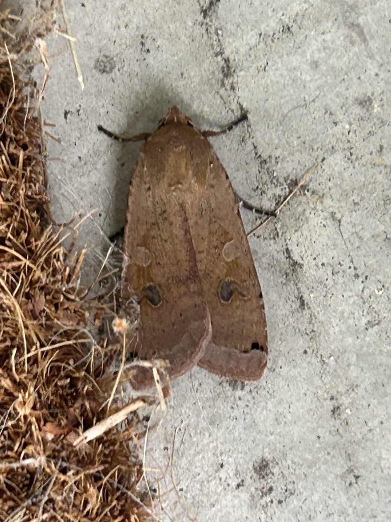 Large Yellow Underwing in May 2024 by Sarah Ross · iNaturalist