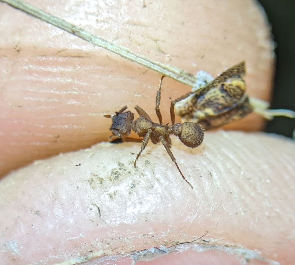 Trachymyrmex in May 2024 by Leif · iNaturalist
