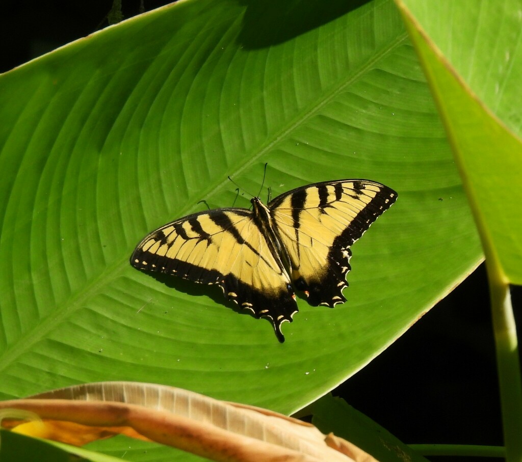 Eastern Tiger Swallowtail from Corkscrew, FL, USA on May 26, 2024 at 09 ...