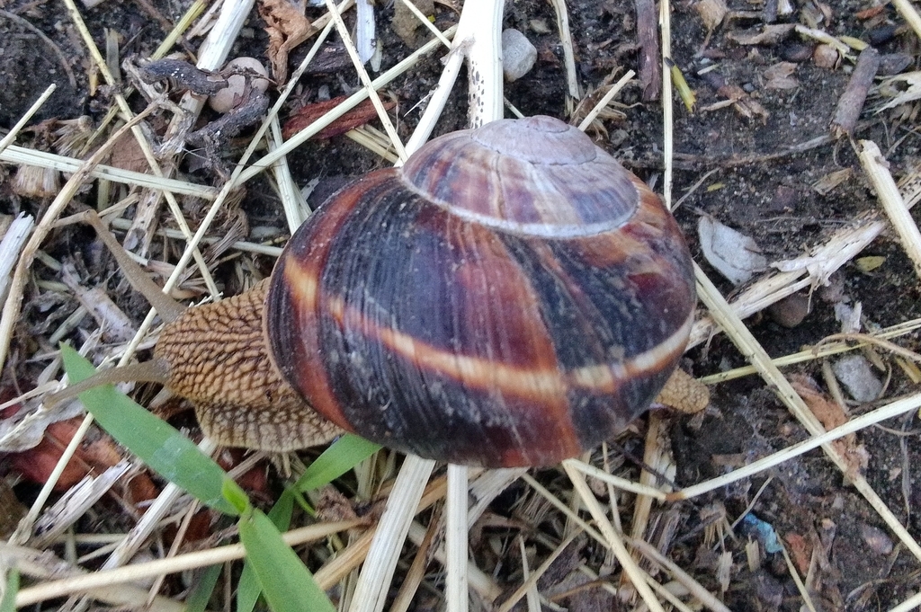 Turkish Snail from 1, Широкая Балка, Краснодарский край, Россия, 353900 ...