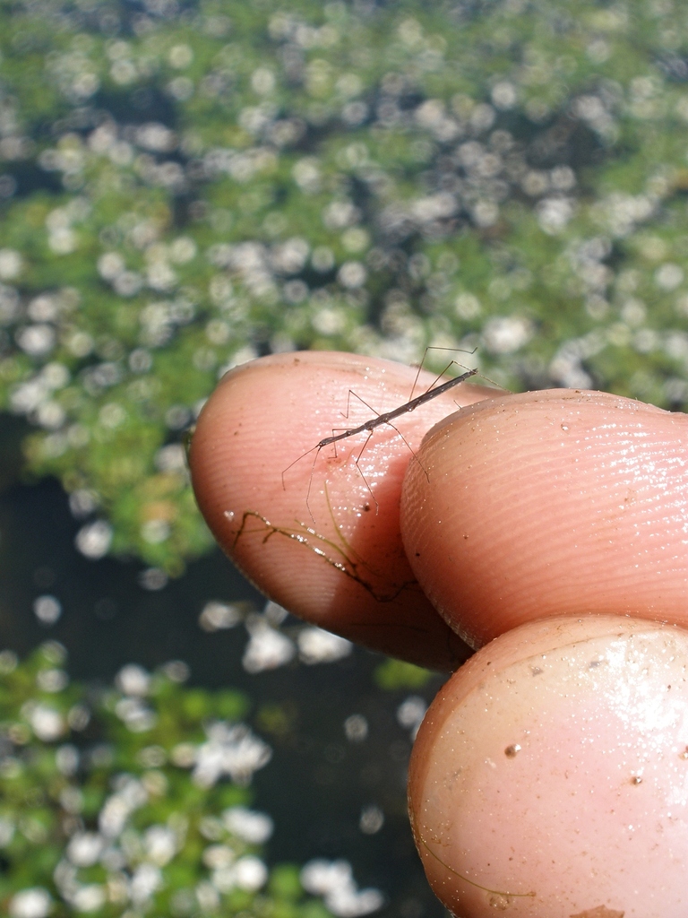 Hydrometra from Van Cortlandt Park on May 23, 2024 by Ansel Oommen ...