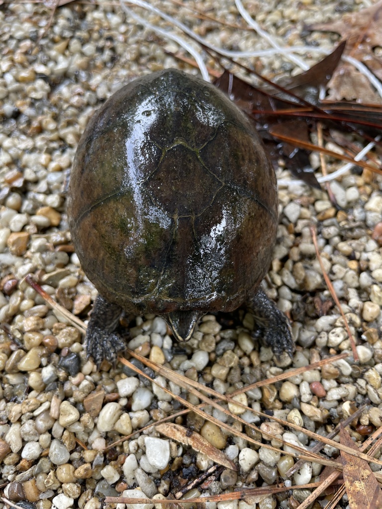 Eastern Musk Turtle from E Lake Anne Dr, Raleigh, NC, US on May 27 ...