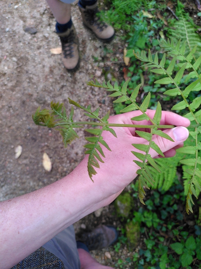 European royal fern from Devon, England, GB on May 27, 2024 at 02:17 PM ...