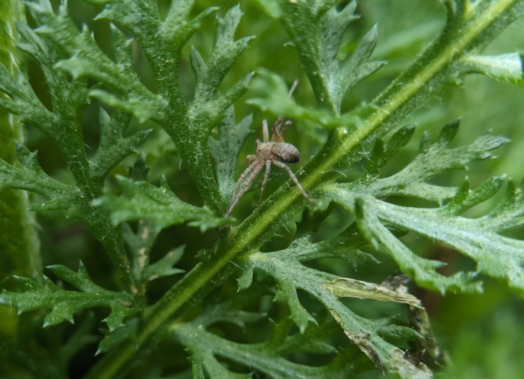Turf Running Spider from Ontario County, US-NY, US on May 27, 2024 at ...