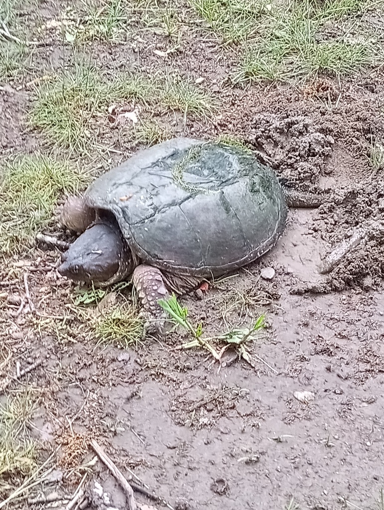Common Snapping Turtle from Washtenaw County, MI, USA on May 27, 2024 ...