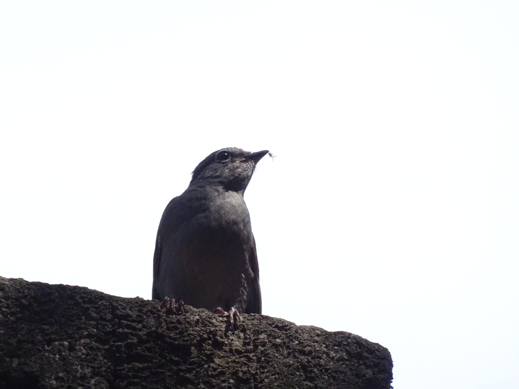 Brown-backed Solitaire from Ampliacion San Miguel Ajusco, 14710 San ...