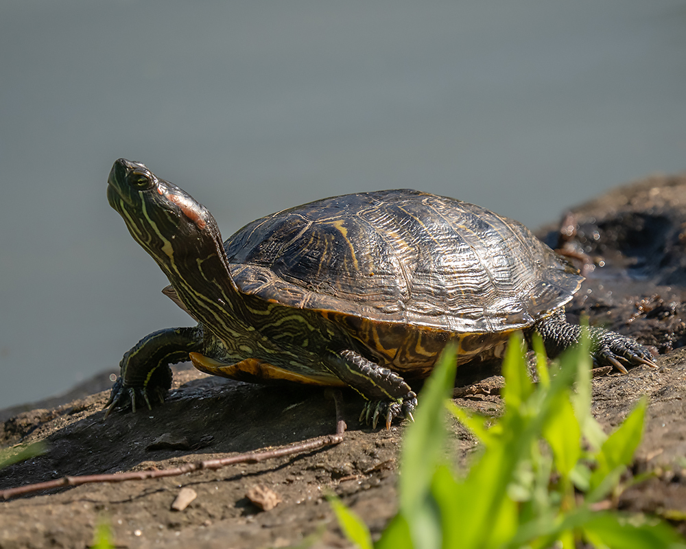 Red-eared Slider from Manhattan, New York, NY, USA on May 24, 2024 at ...