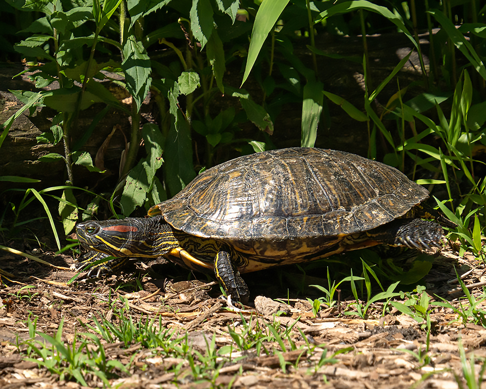 Red-eared Slider from Manhattan, New York, NY, USA on May 24, 2024 at ...