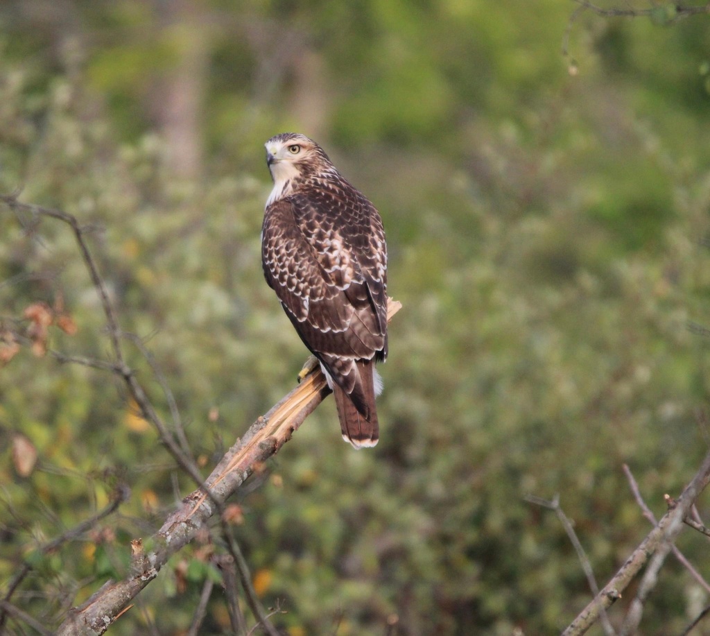 Red-tailed Hawk from Olive Branch, MS, US on May 27, 2024 at 01:47 PM ...