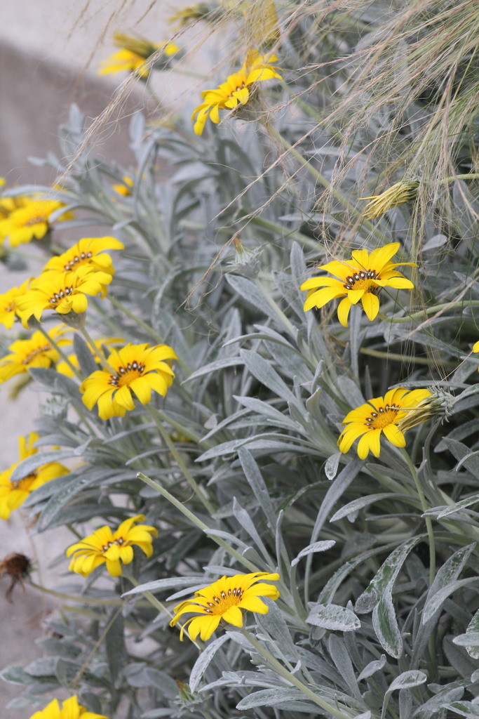 Treasure Flowers from 阿尔巴尼亚地拉那 on May 27, 2024 at 10:29 PM by Wei_Zhou ...