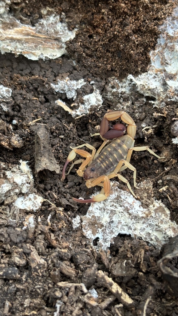 Tityus carrilloi from Sendero Chañar Abuelo, Córdoba, Córdoba, AR on ...