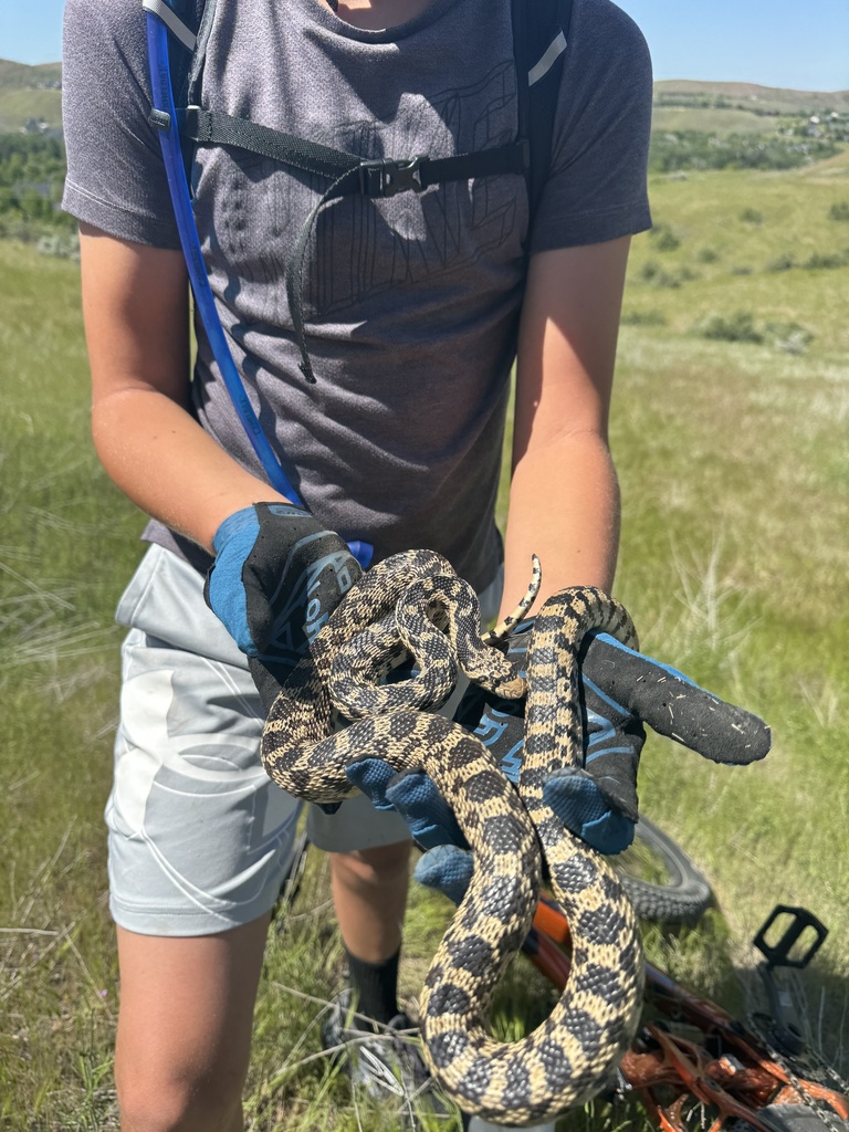 Great Basin Gopher Snake from W Dry Creek Rd, Boise, ID, US on May 27 ...