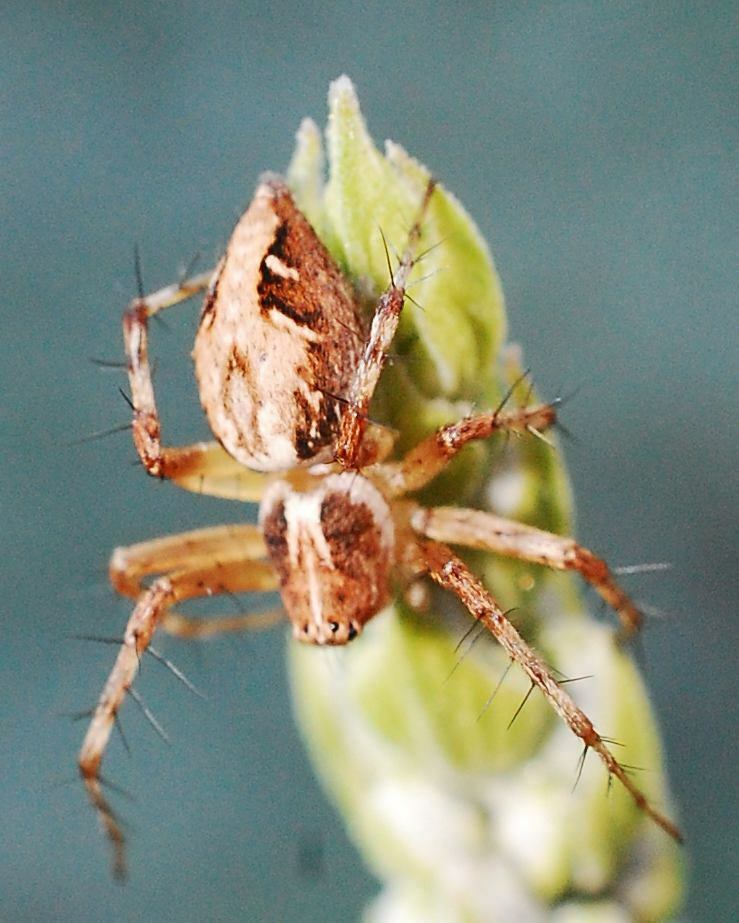 Western Lynx Spider from Silo Ct, Anderson, CA 96007, USA on May 14 ...