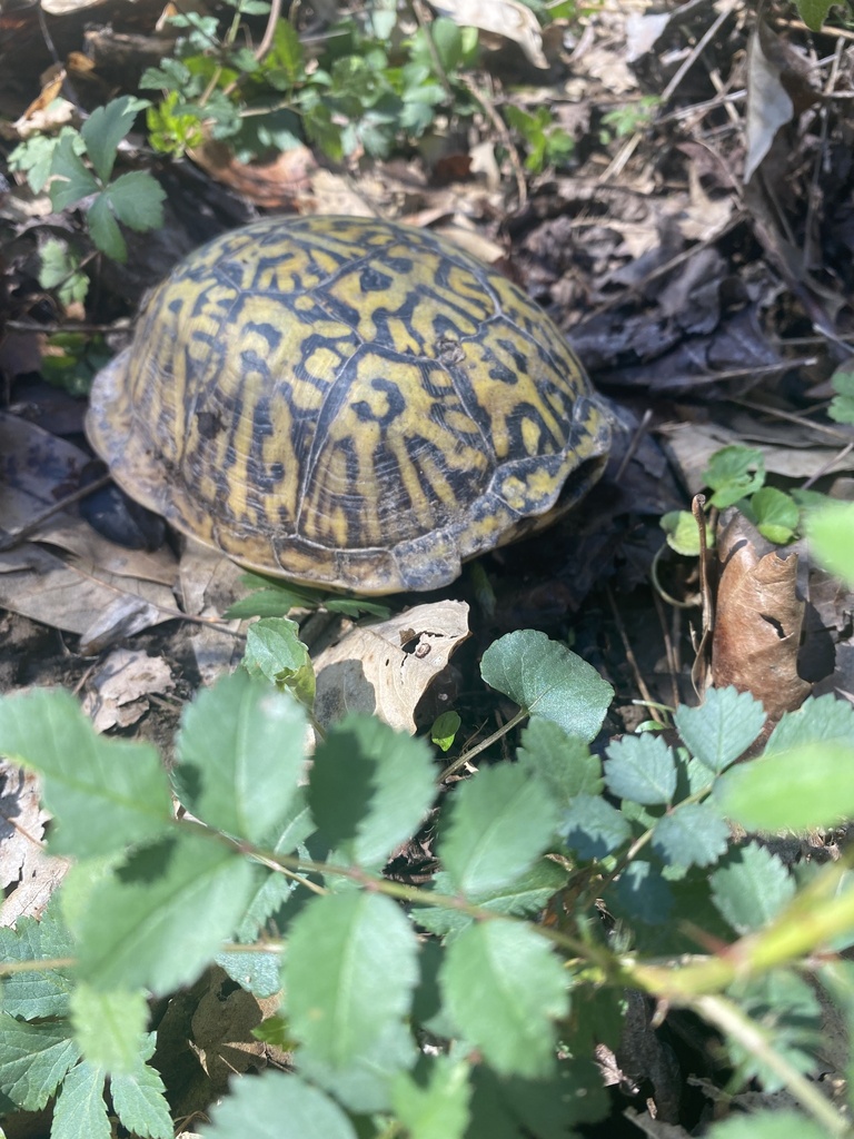 Eastern Box Turtle in April 2024 by Jonathan Speakman · iNaturalist