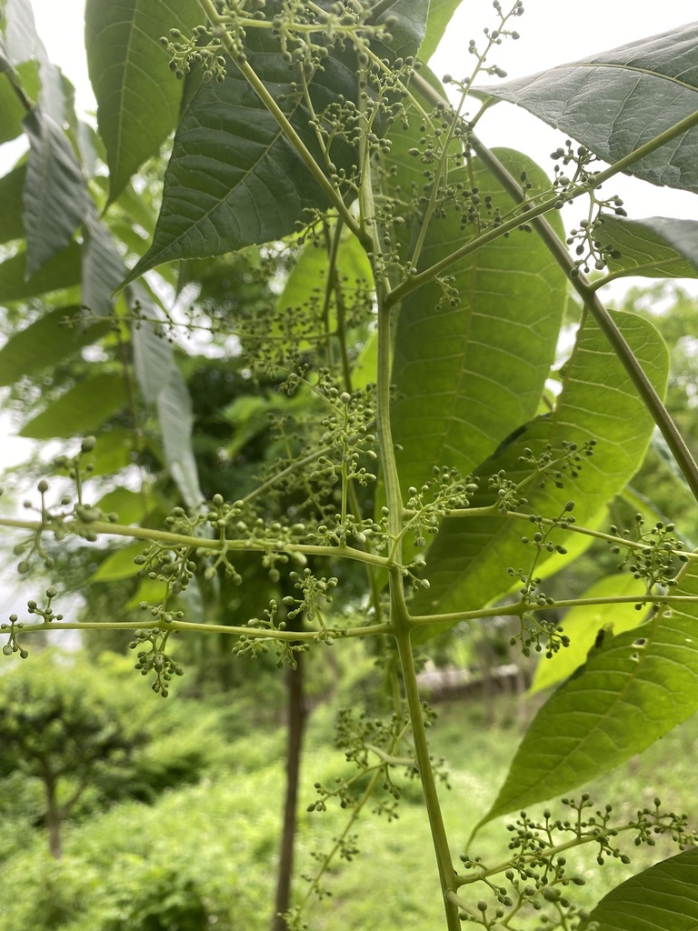 Tun tree from 沔青公园, 上海市, CN on May 19, 2023 at 11:48 AM by lgn ...