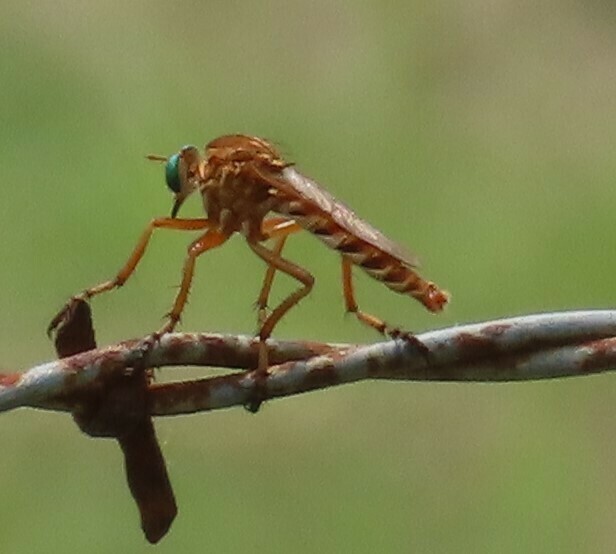 Prairie Robber Fly from Colorado County, TX, USA on May 26, 2024 at 02: ...