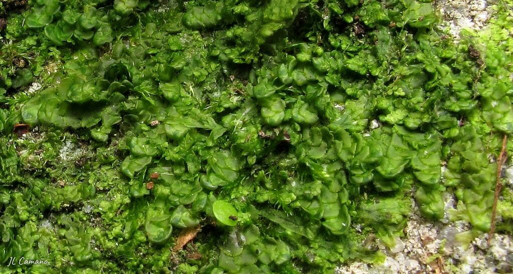 Radula lindenbergiana from La Coruña, España on May 23, 2024 at 12:00 ...