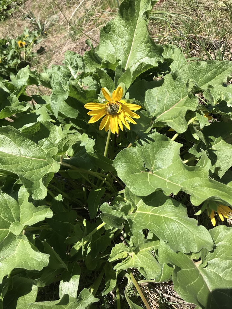 deltoid balsamroot from Willamette National Forest, Westfir, OR, US on ...
