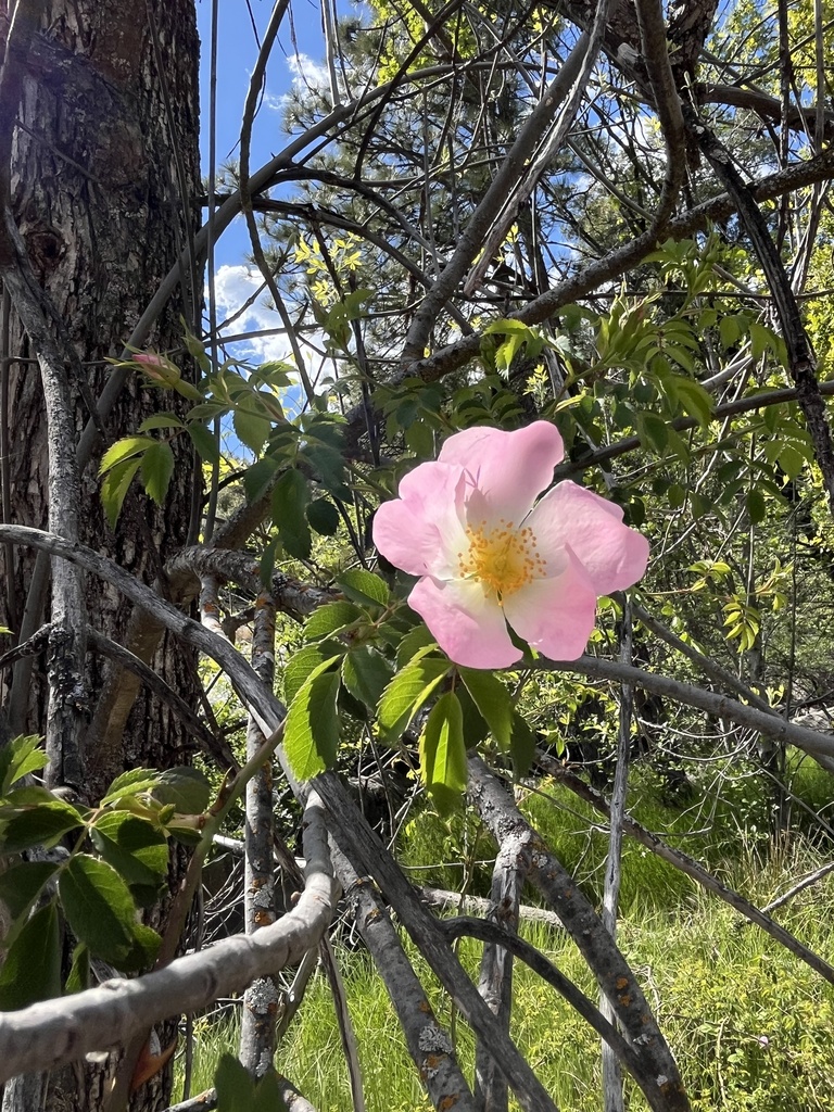 Dog-rose from Sierra National Forest, North Fork, CA, US on May 10 ...