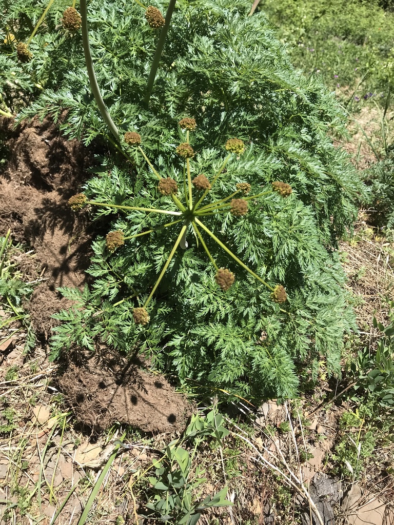 Fernleaf Biscuitroot from Willamette National Forest, Westfir, OR, US ...