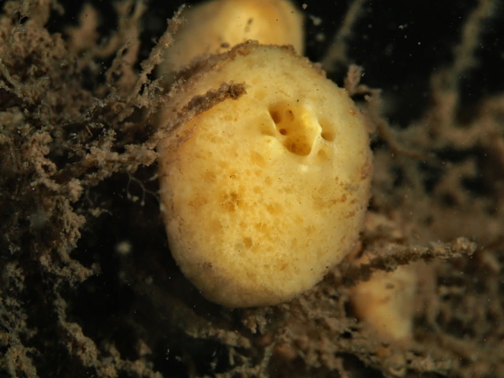 Puffball Sponges from Halden Municipality, Norway on May 19, 2024 at 01 ...