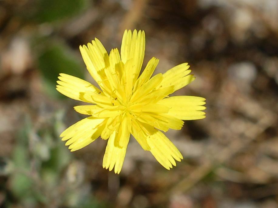 Hairy Hawkbit from Anderson River Park, Anderson, CA, USA on May 26 ...