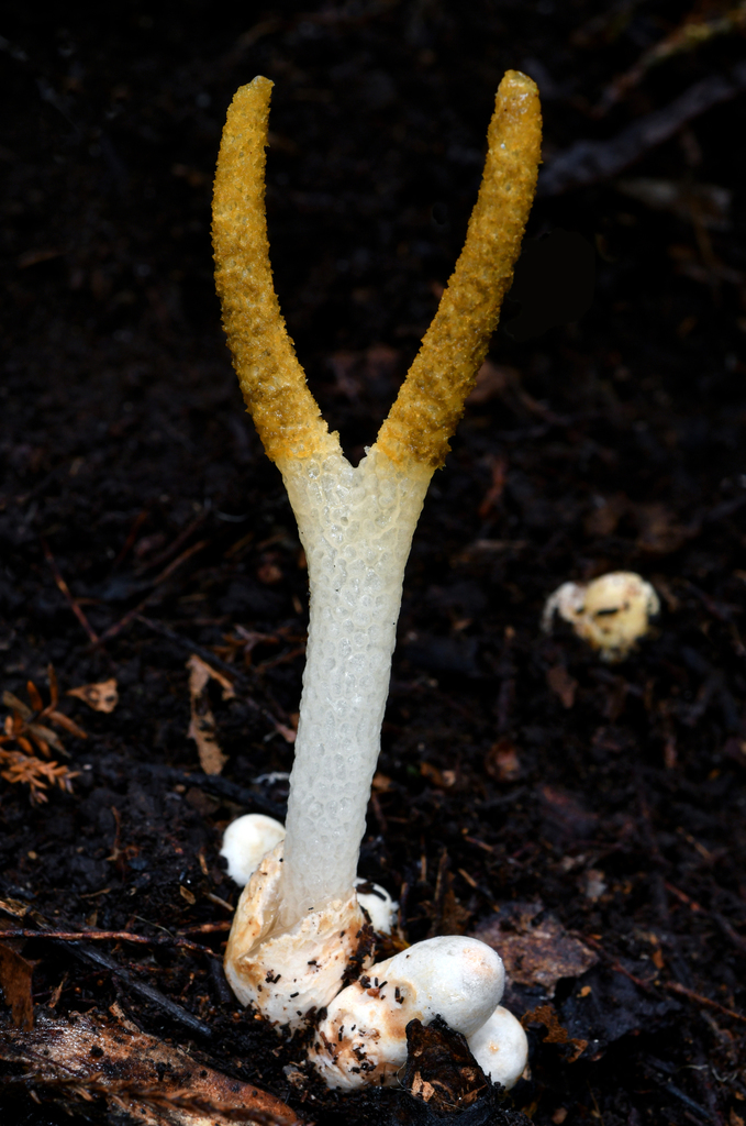 Mutinus from White Pine Bush Scenic Reserve (located in Bay of Plenty ...
