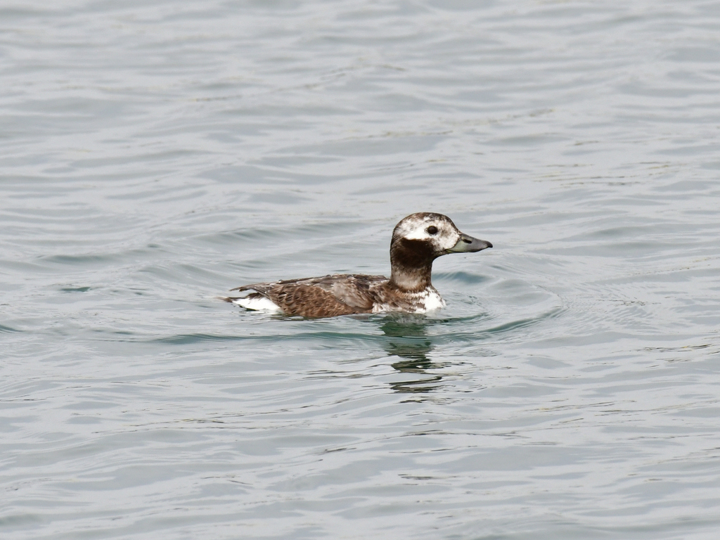 Long-tailed Duck from Whitby Harbour, Whitby, ON, Canada on May 26 ...