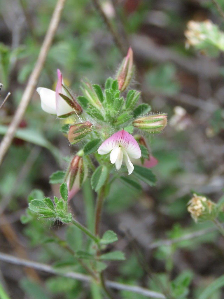 small restharrow from Kreta, Griekenland on 18 April, 2019 at 02:30 PM ...