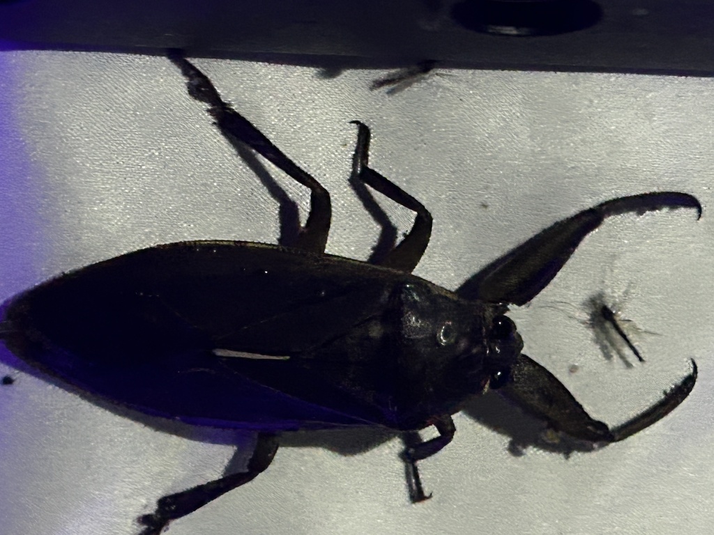American Giant Water Bug in May 2024 by Brett Ortler · iNaturalist
