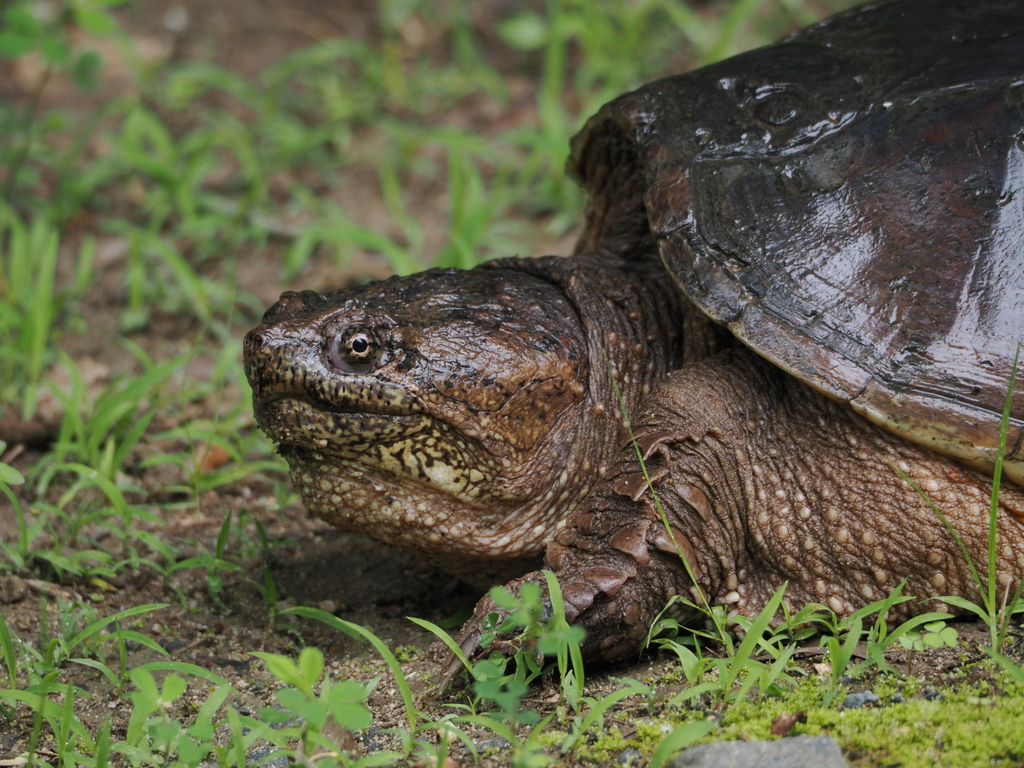 Common Snapping Turtle in May 2024 by crisnici · iNaturalist