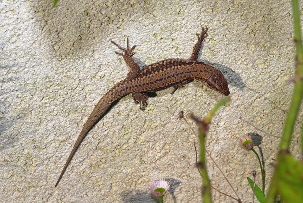 Common Wall Lizard from 45290 Nogent-sur-Vernisson, France on May 10 ...