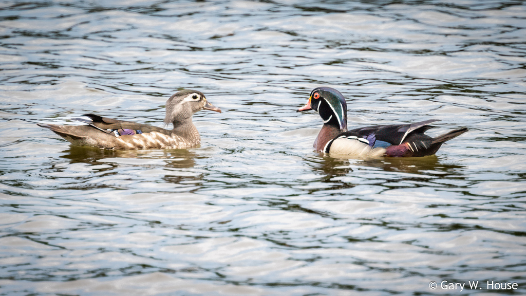 Wood Duck from Theodore Roosevelt Island, Washington, DC, USA on May 24 ...